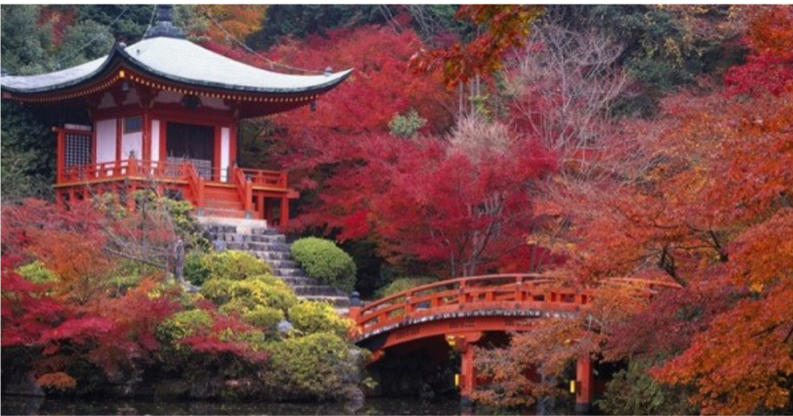 Cherry blossoms in Rome.. - ItalianNotebook - Italy Travel Blog