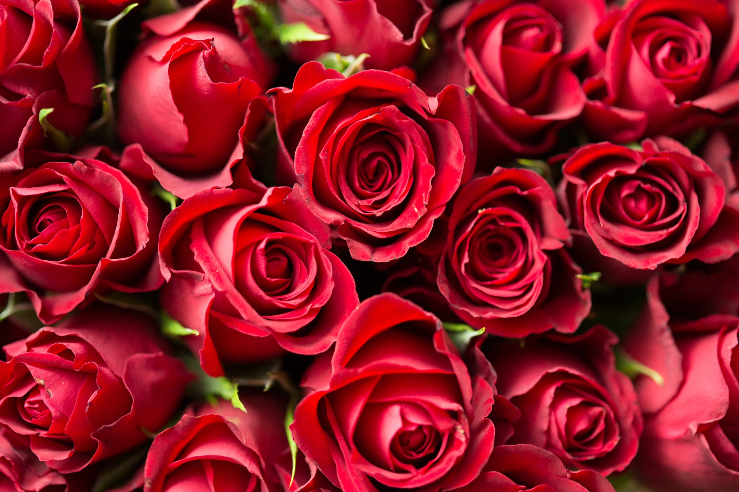 Italy's Love Affair with Roses: A Blossoming Cultural Tradition ...